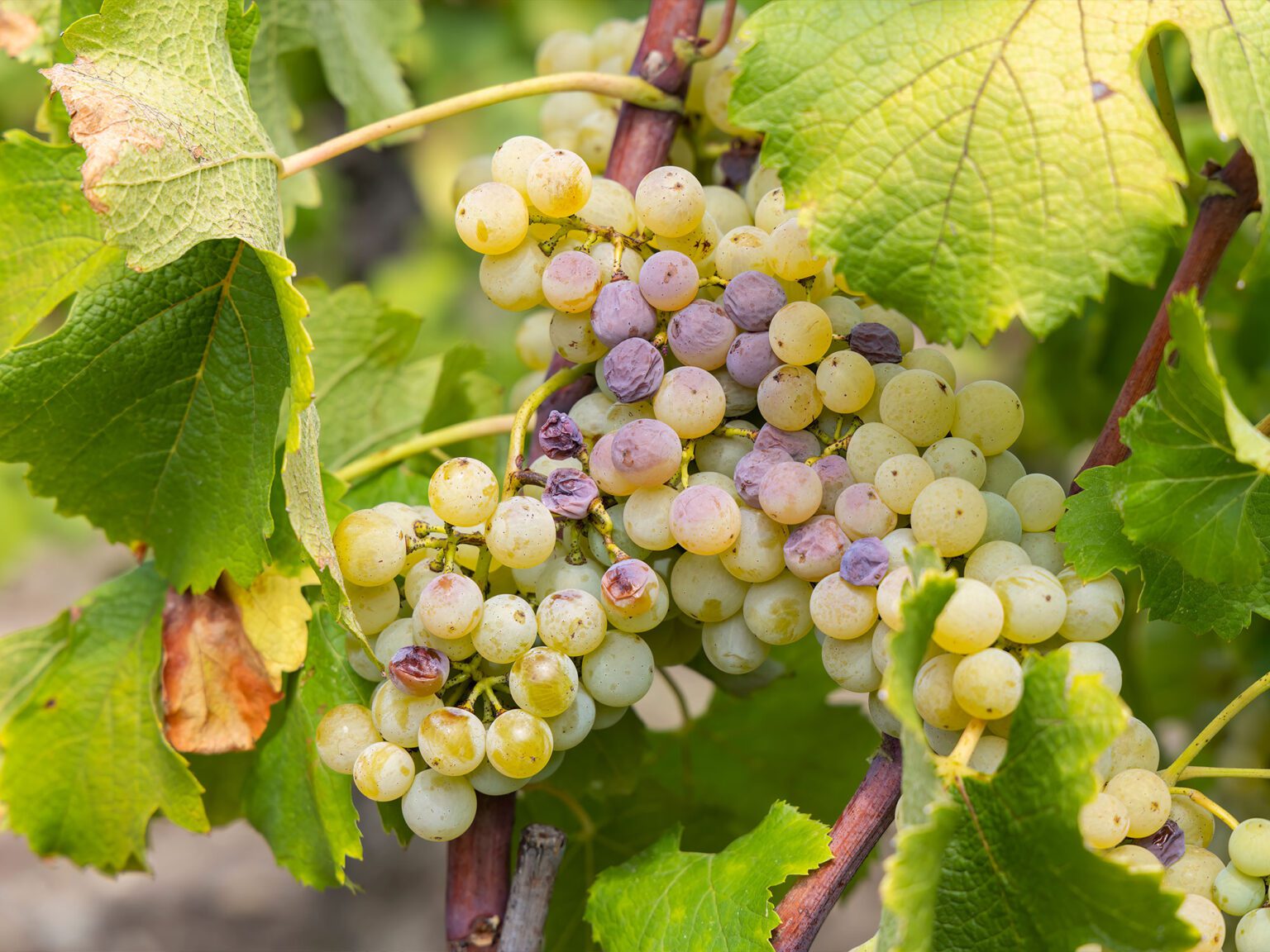 Noble Rot Wines: A Guide to the Premium Sweet Wines made from Rotting ...