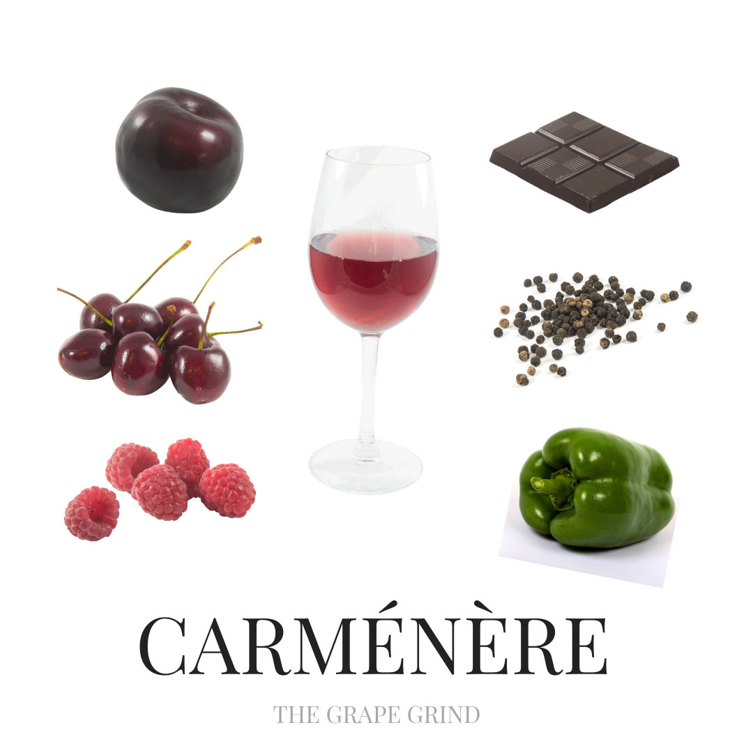 All you need to know about Merlot: A quick guide - The Grape Grind