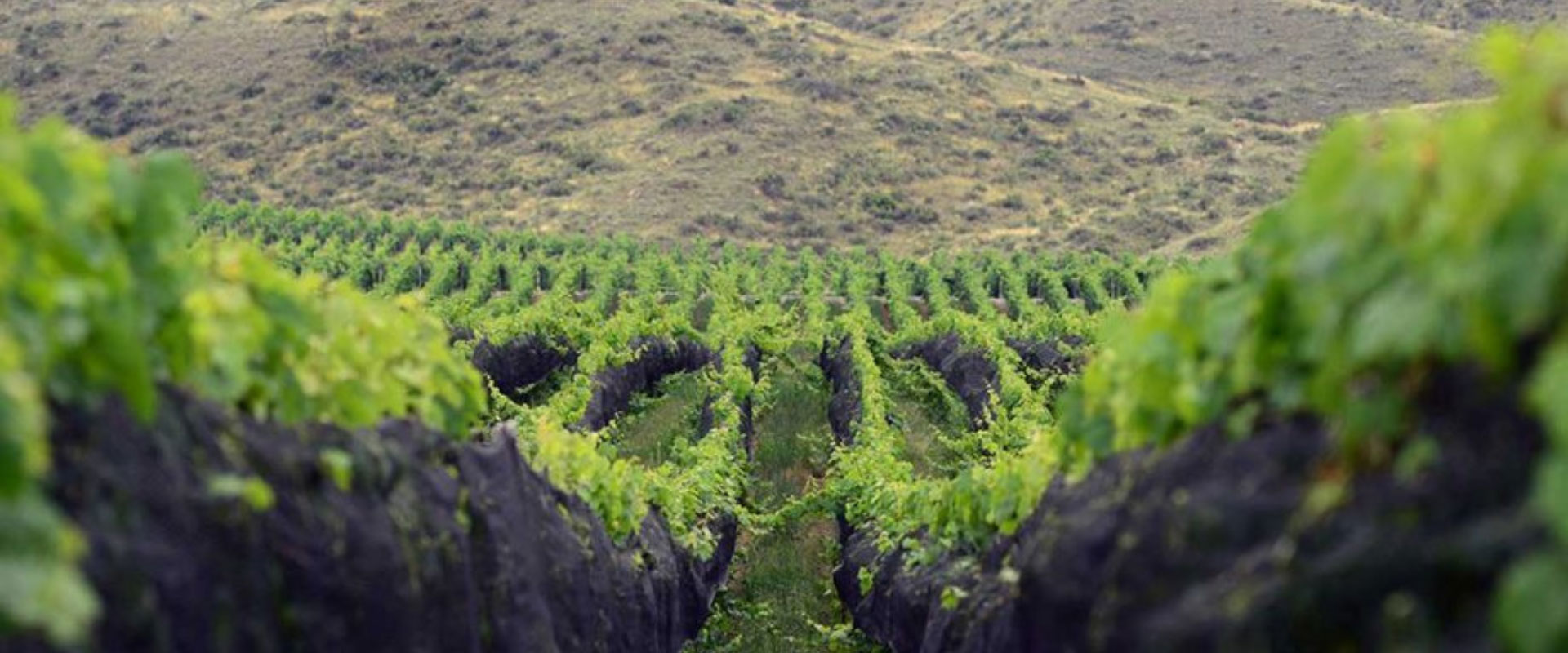 The Story of Malbec, Carménère, and Tannat - The Grape Grind