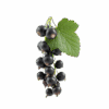 All you need to know about Tannat: A quick guide - The Grape Grind